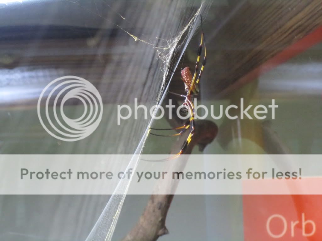 Darwin's Bark Spider builds world's biggest web - FlyTrapCare Forums